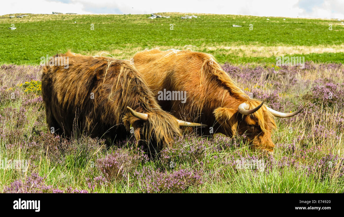 Razze bovine autoctone immagini e fotografie stock ad alta risoluzione ...