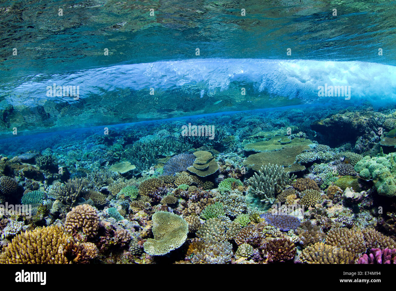 Kingdom of tonga immagini e fotografie stock ad alta risoluzione - Alamy