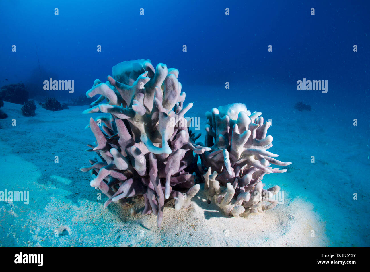 Porifera sponge immagini e fotografie stock ad alta risoluzione ...