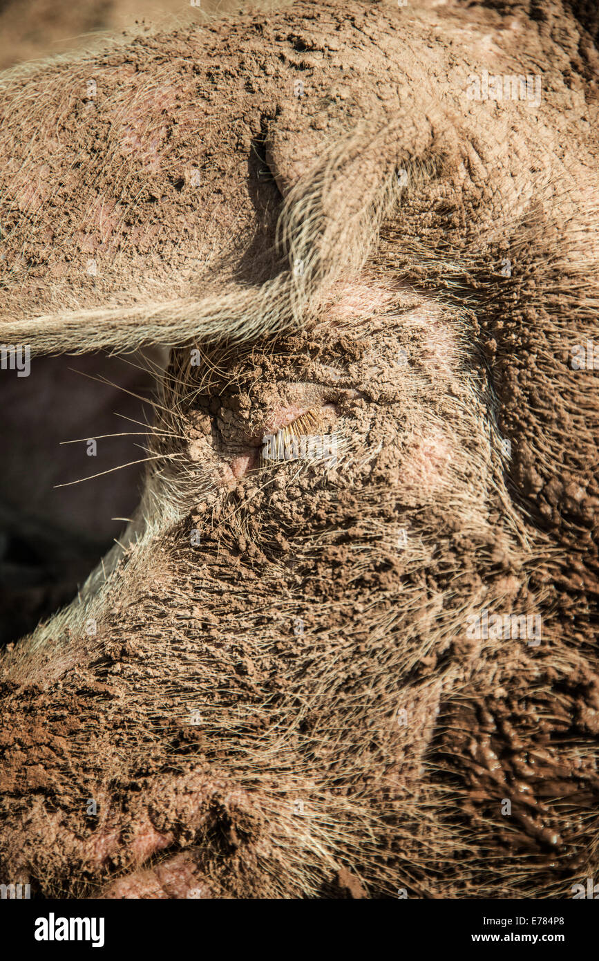Scheletro di maiale immagini e fotografie stock ad alta risoluzione - Alamy