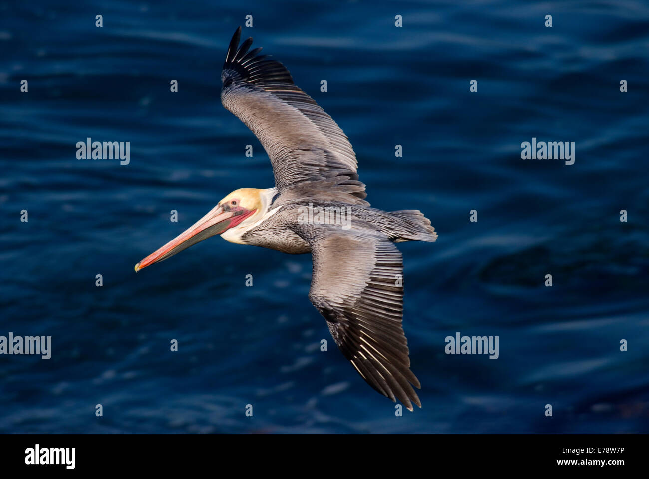 Pellicano marrone (Pelecanus occidentalis) in volo, Ellen Browning ...