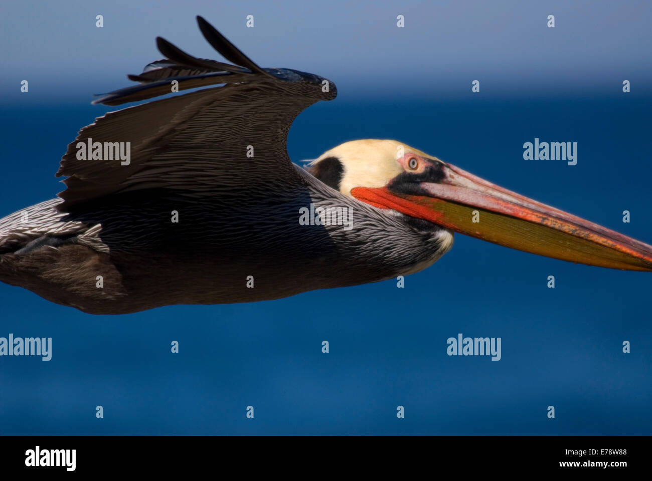 Pellicano marrone (Pelecanus occidentalis) in volo, Ellen Browning ...
