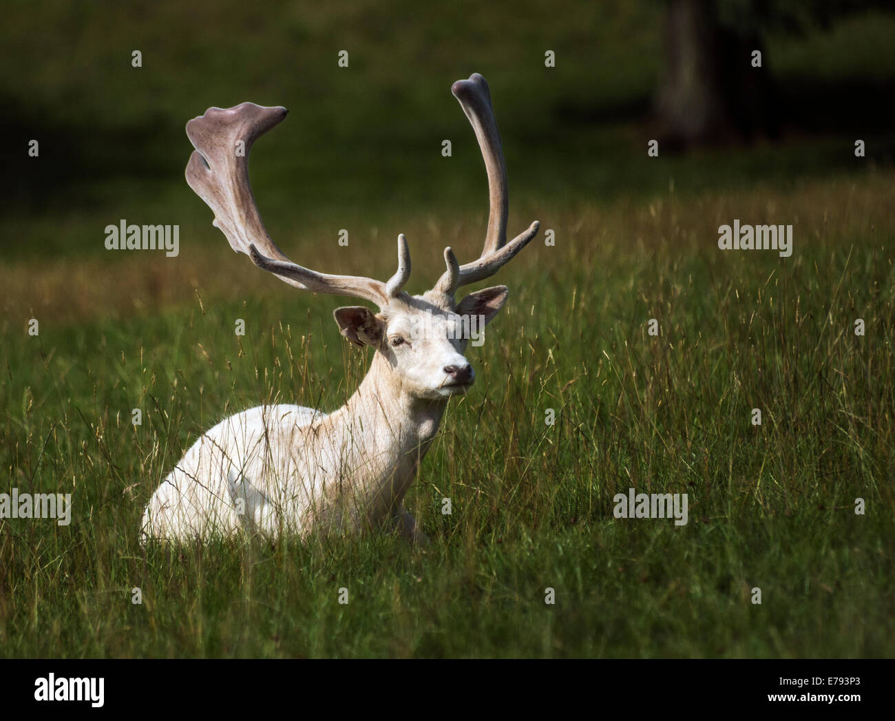 Dama dama immagini e fotografie stock ad alta risoluzione - Alamy