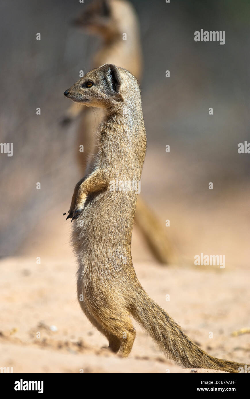 Mangusta selvatica immagini e fotografie stock ad alta risoluzione - Alamy