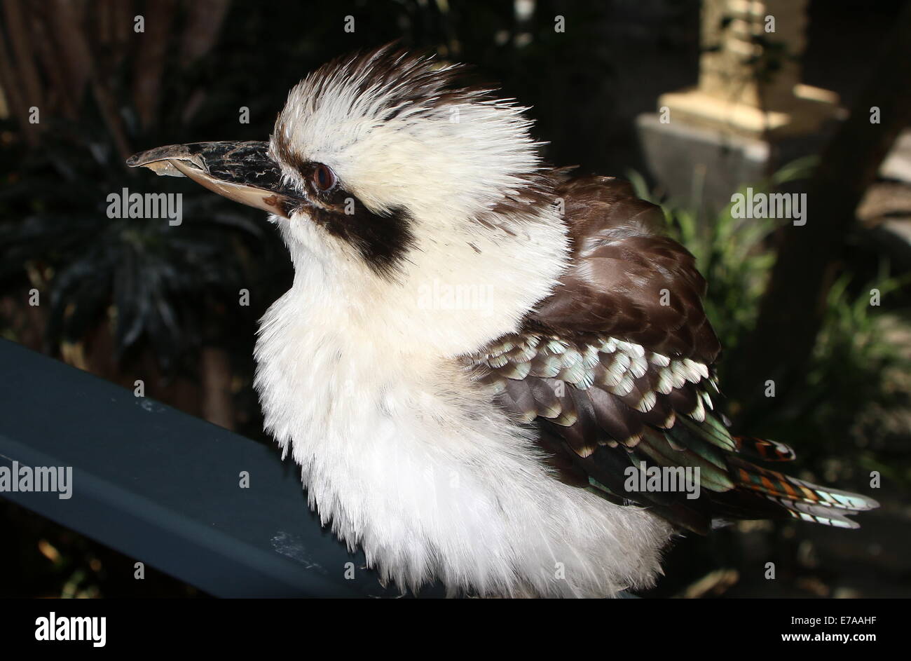 Cucaburra comun immagini e fotografie stock ad alta risoluzione - Alamy