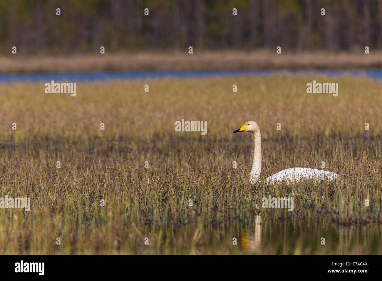 Uccelli Di Palude Immagini e Fotos Stock - Alamy