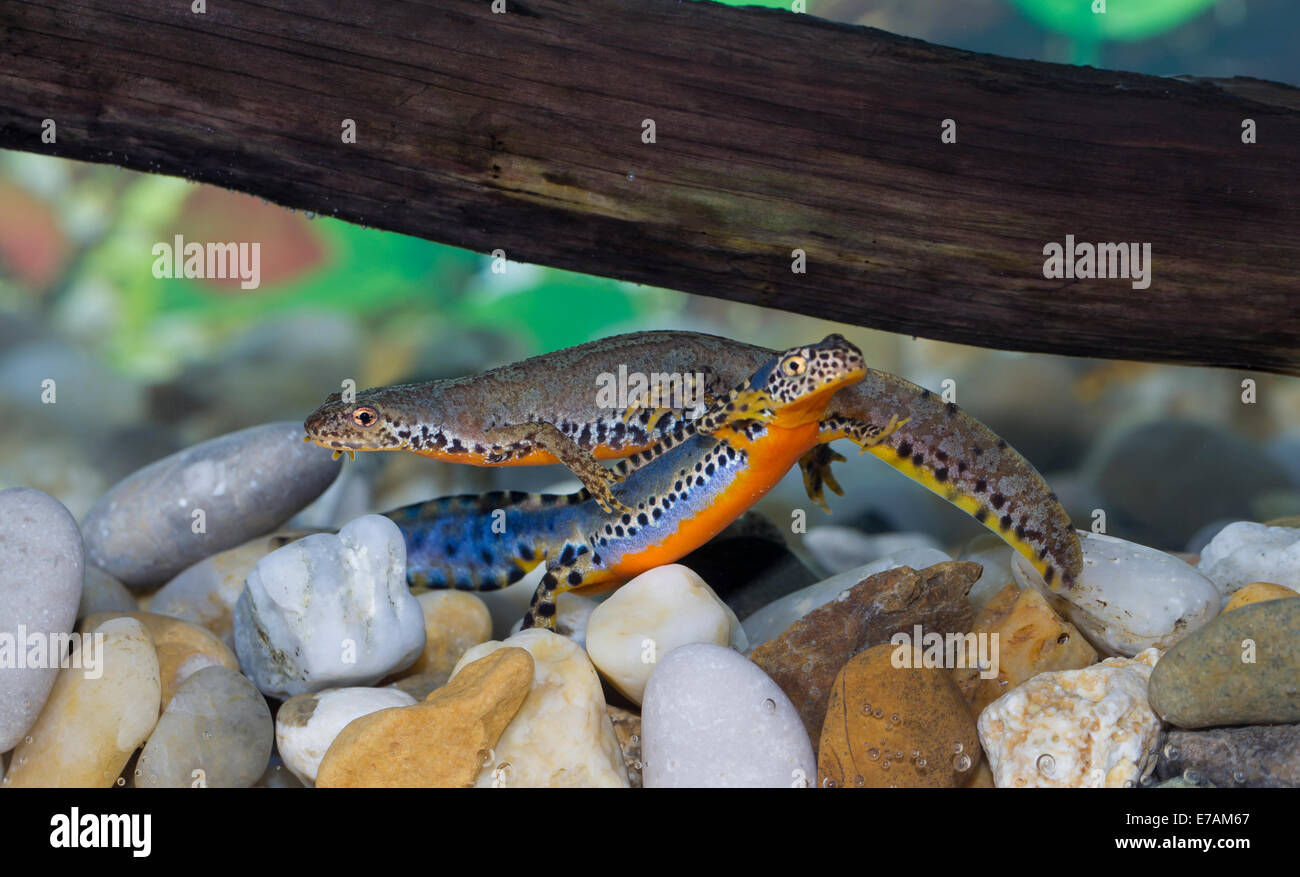 Tritoni alpini immagini e fotografie stock ad alta risoluzione - Alamy