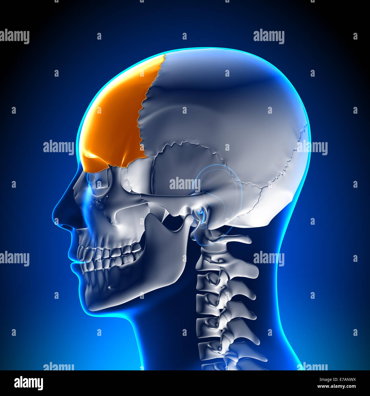 Anatomia della testa umana Immagini e Fotos Stock - Pagina 5 - Alamy
