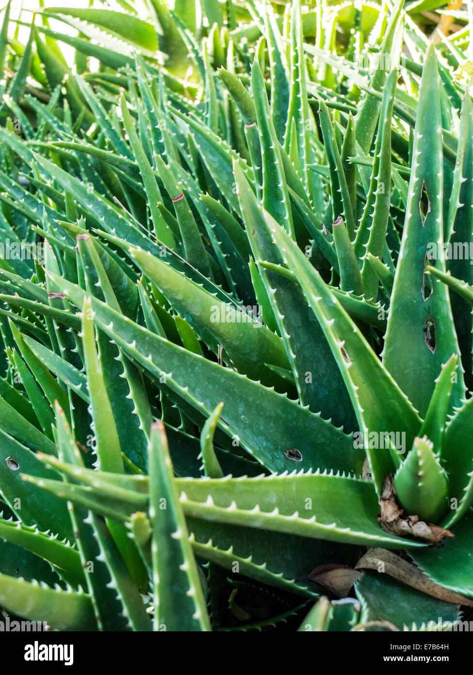 Pianta di agave immagini e fotografie stock ad alta risoluzione - Alamy