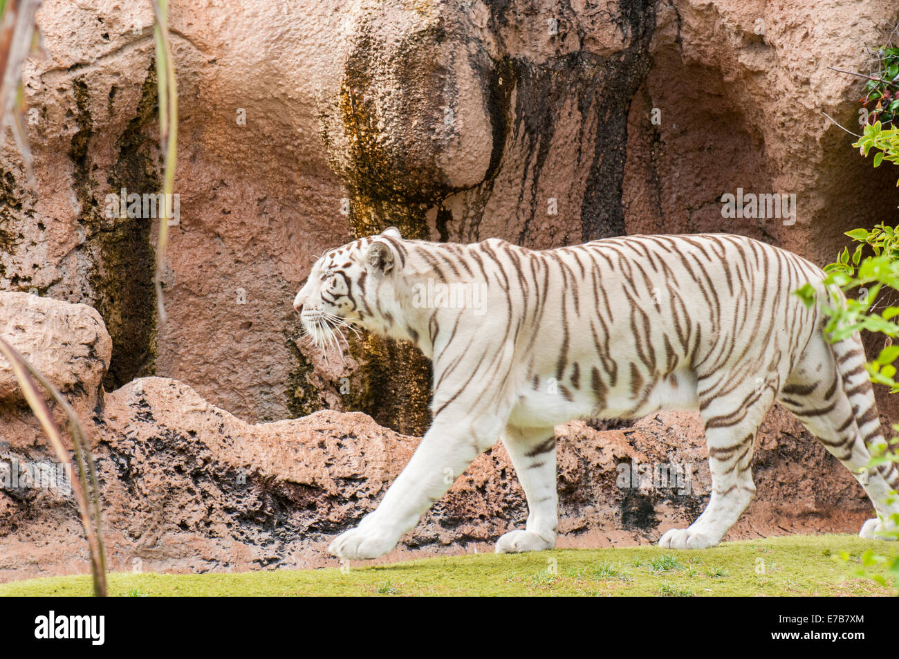 Faccia di tigre bianca immagini e fotografie stock ad alta risoluzione ...