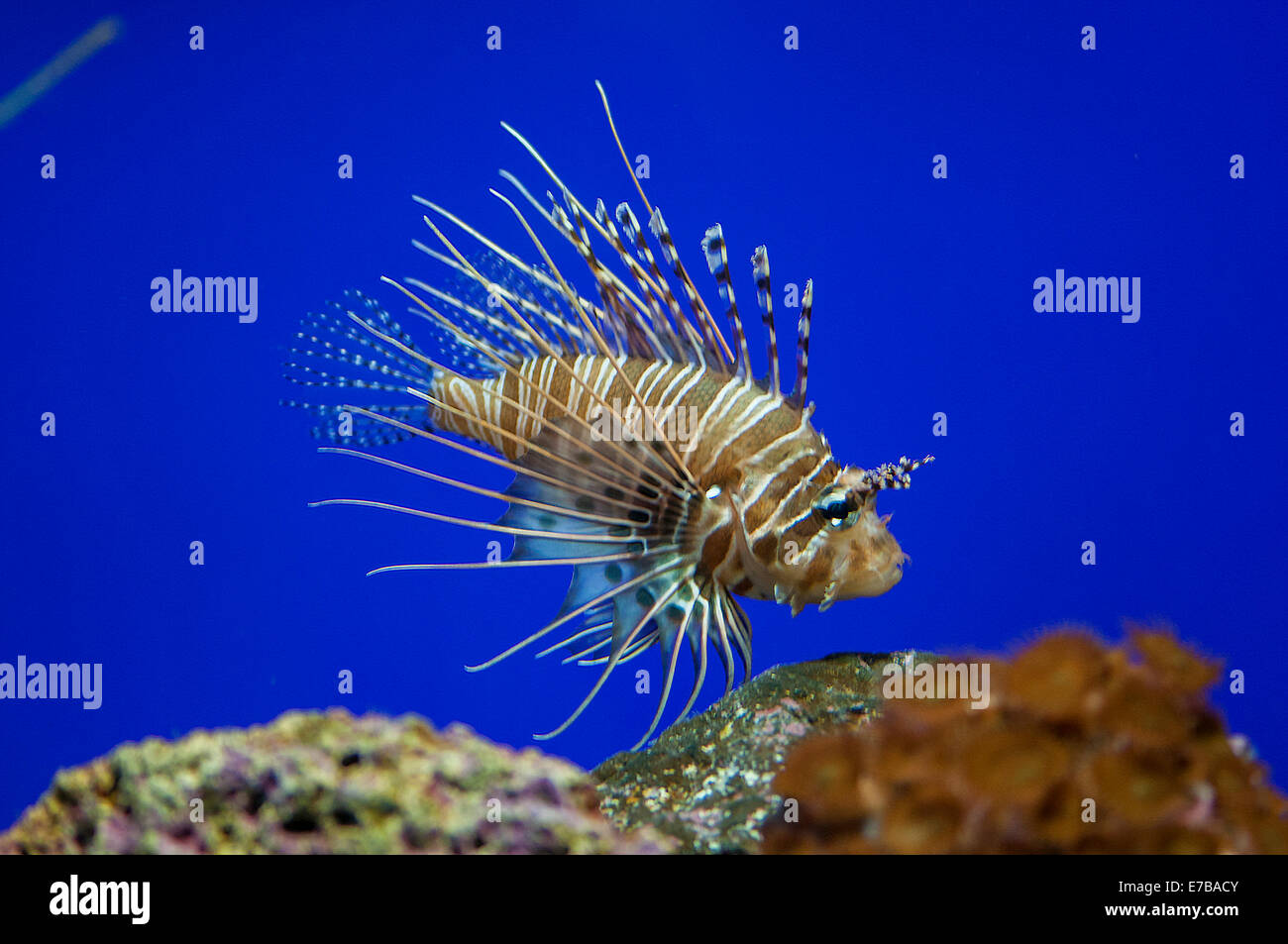 Tropical fish biodiversity immagini e fotografie stock ad alta ...