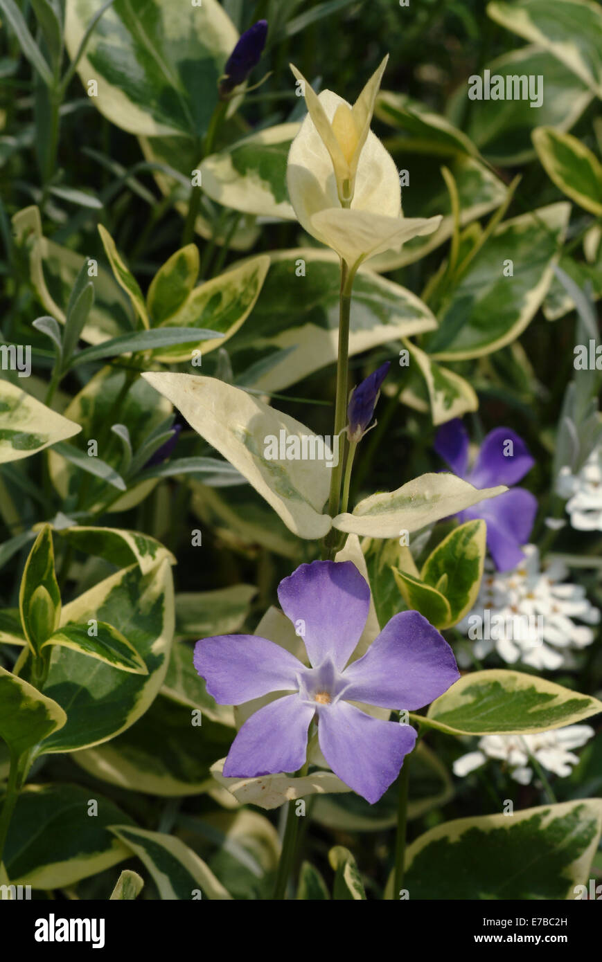 Blu pervinca immagini e fotografie stock ad alta risoluzione - Alamy