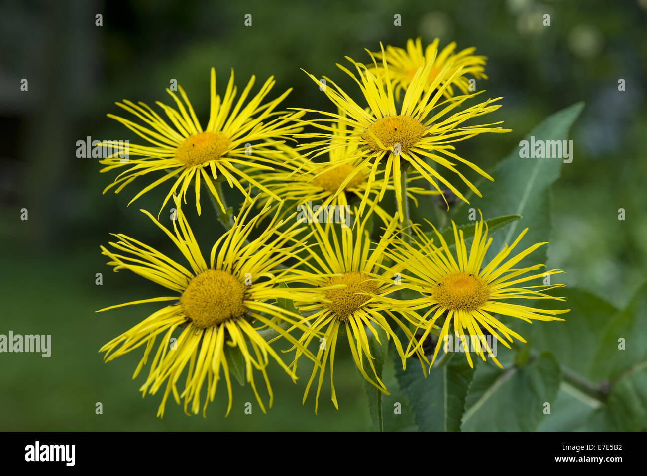 Enula campana immagini e fotografie stock ad alta risoluzione - Alamy