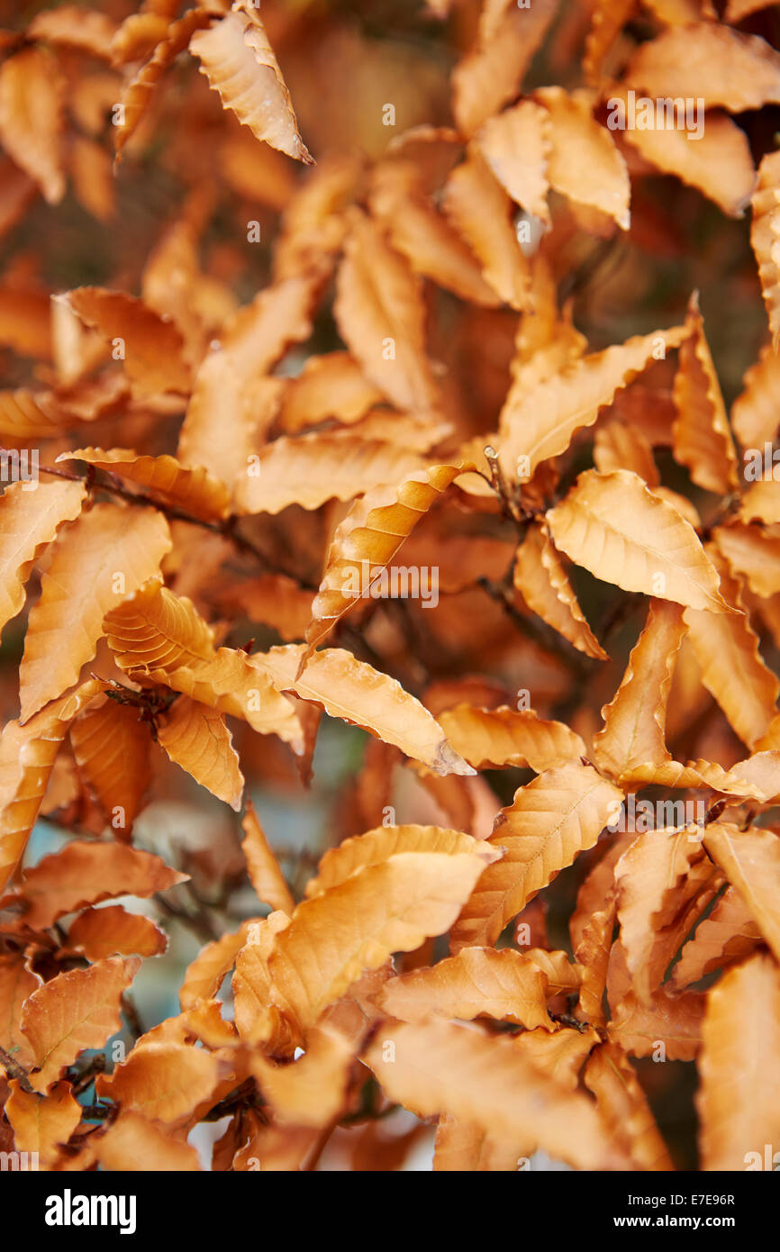 Bonsai fagus crenata immagini e fotografie stock ad alta risoluzione - Alamy