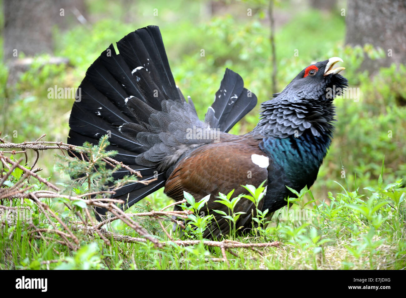 Galli cedroni, Tetrao urogallus, rubinetto di montagna, gallo, polli ...