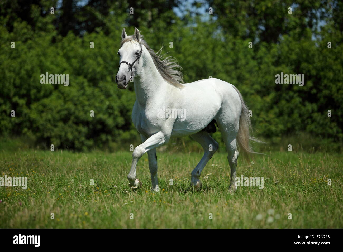 Bianco andaluso - cavallo al galoppo sul prato Foto stock - Alamy