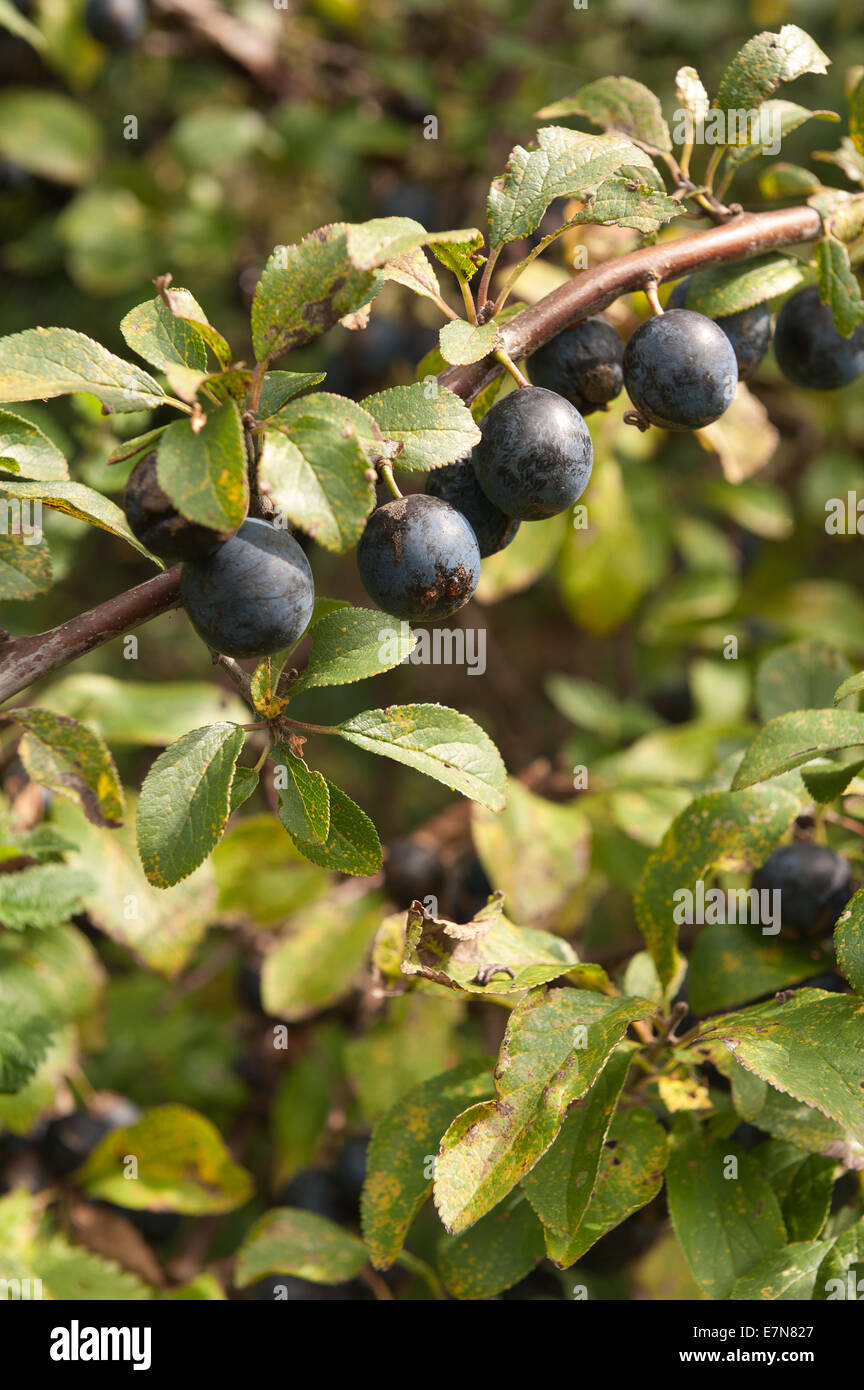 Damson westmorland prune immagini e fotografie stock ad alta ...