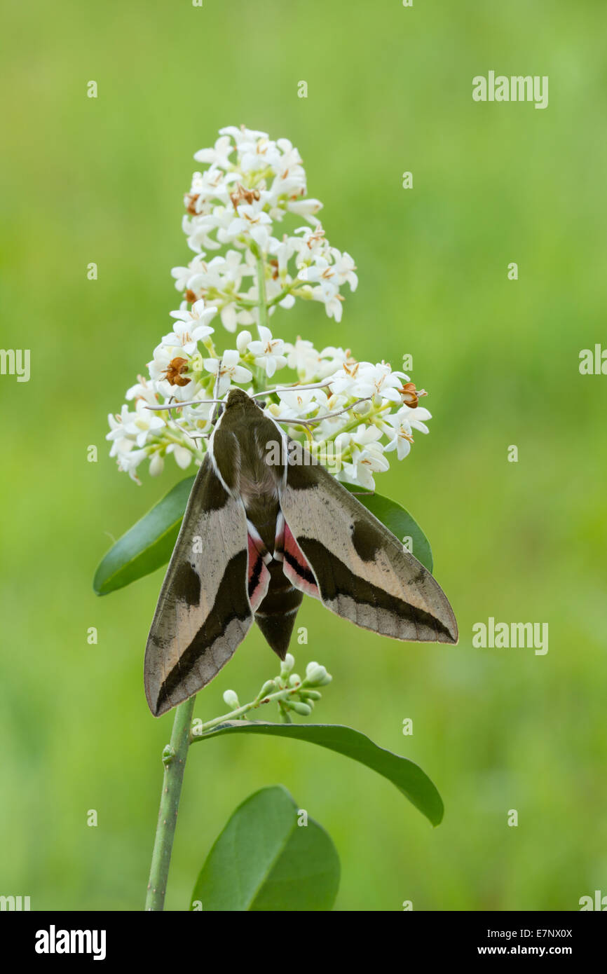 Animale, di insetto, Tarma Hawk-Moth, Sphingidae, Hyles euphorbiae ...