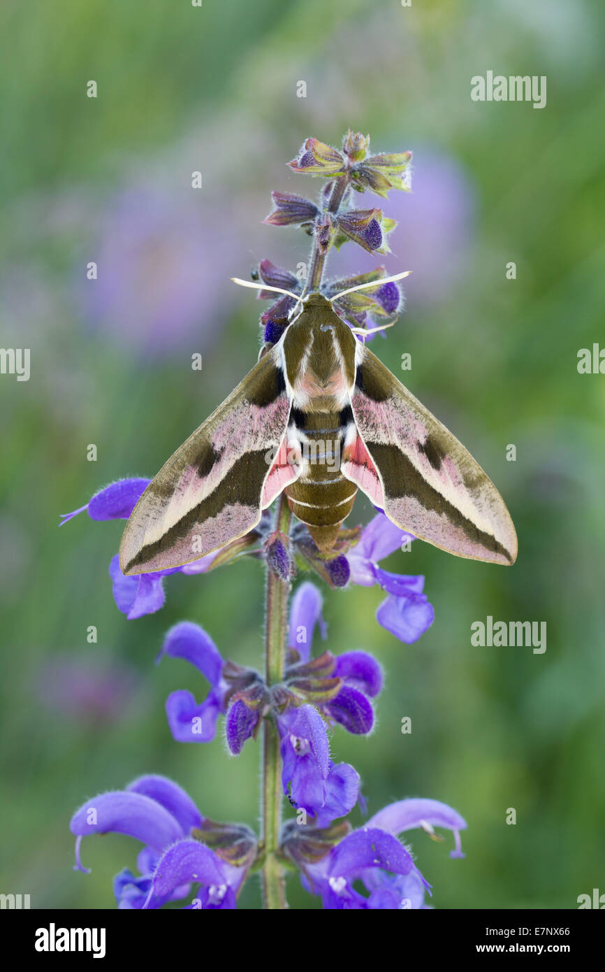 Animale, di insetto, Tarma Hawk-Moth, Sphingidae, Hyles euphorbiae ...