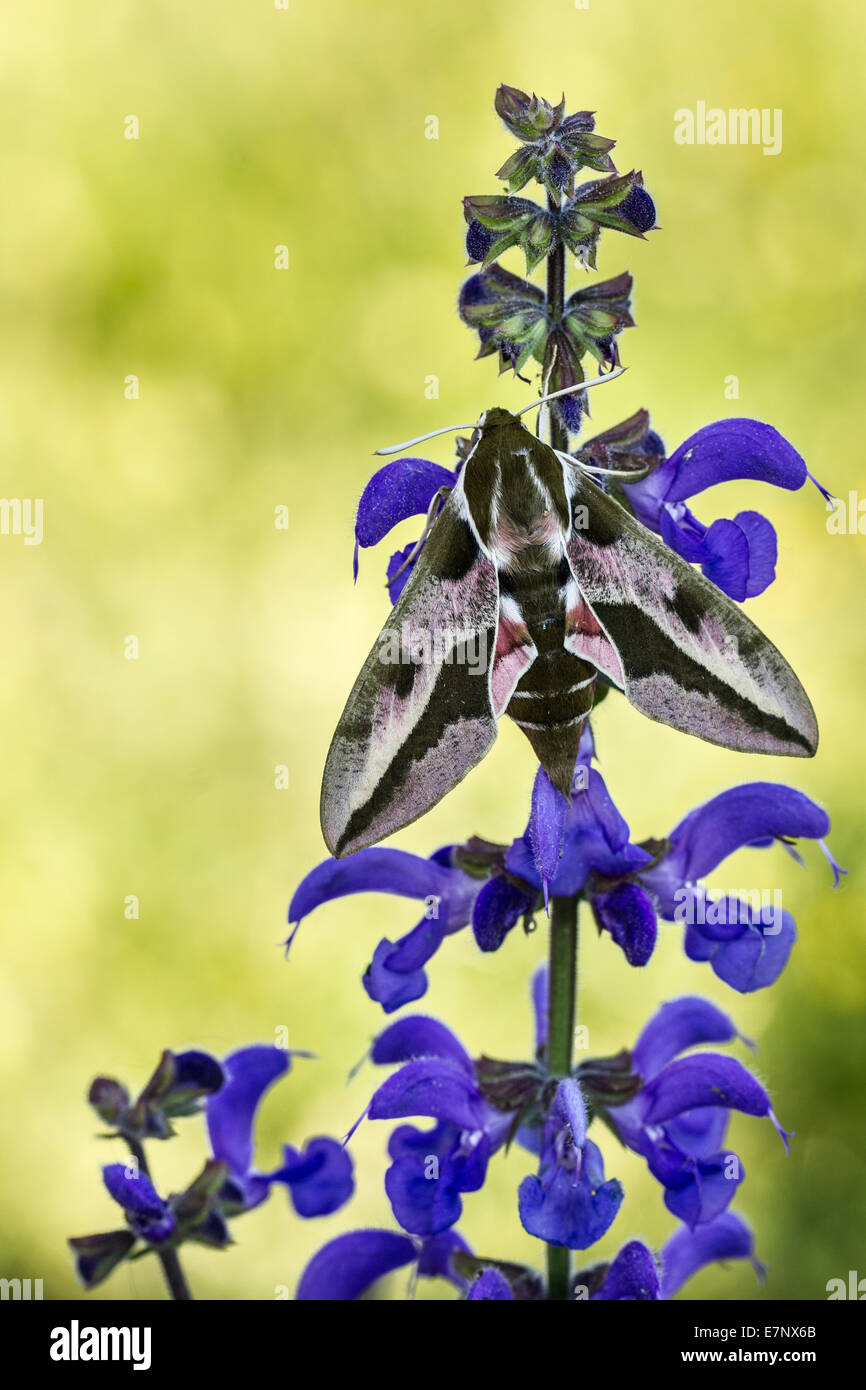 Animale, di insetto, Tarma Hawk-Moth, Sphingidae, Hyles euphorbiae ...
