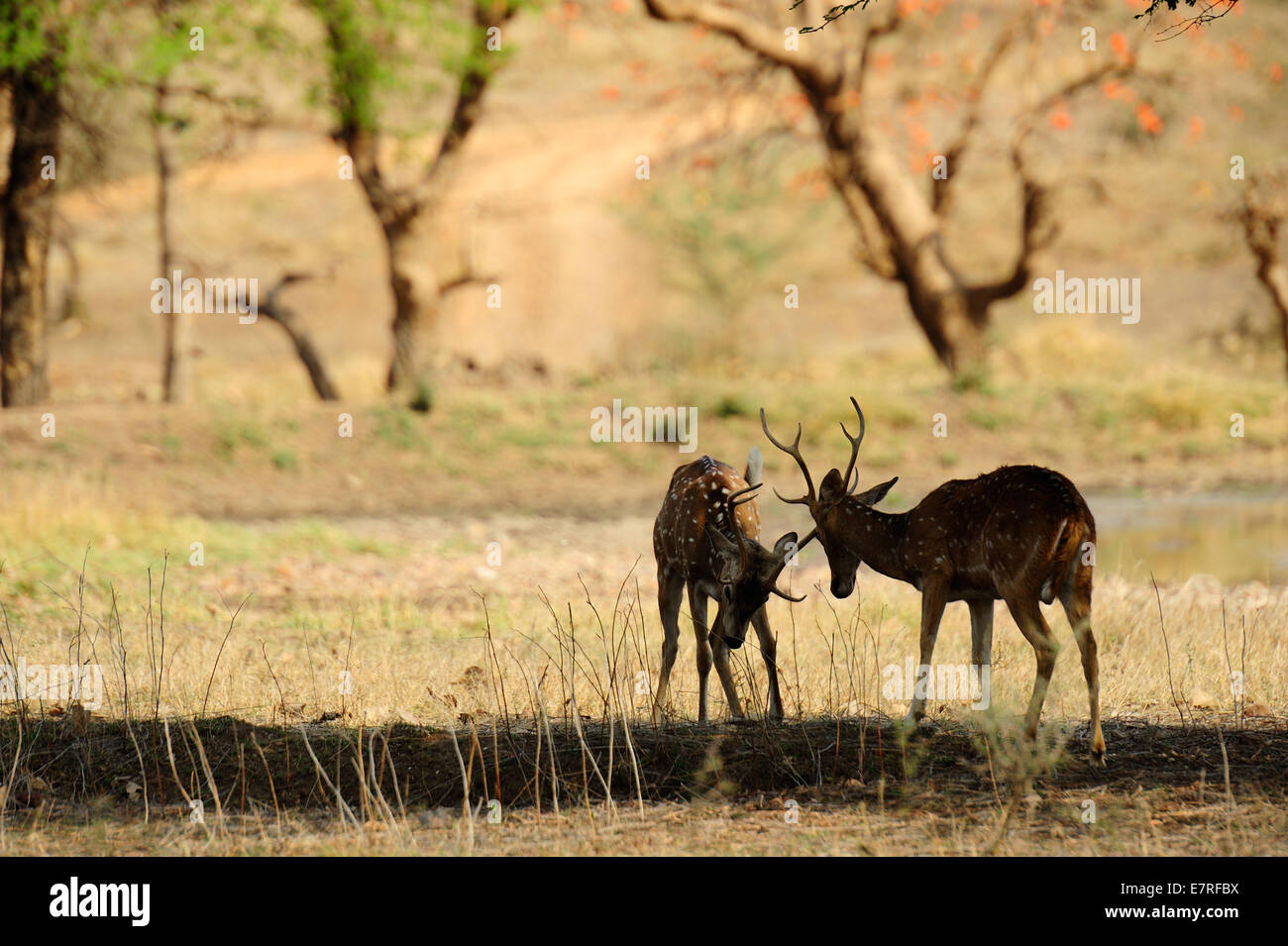 Mammifero asia mammiferi cervi roberto nistri animali orizzontale ...