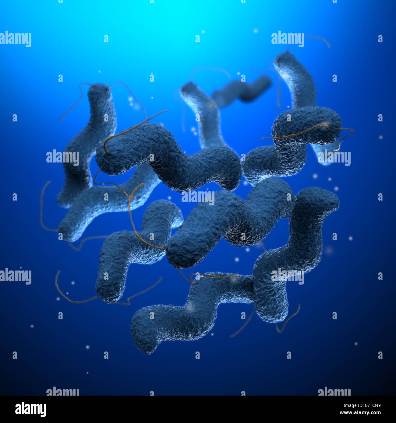 Campylobacter pylori immagini e fotografie stock ad alta risoluzione ...