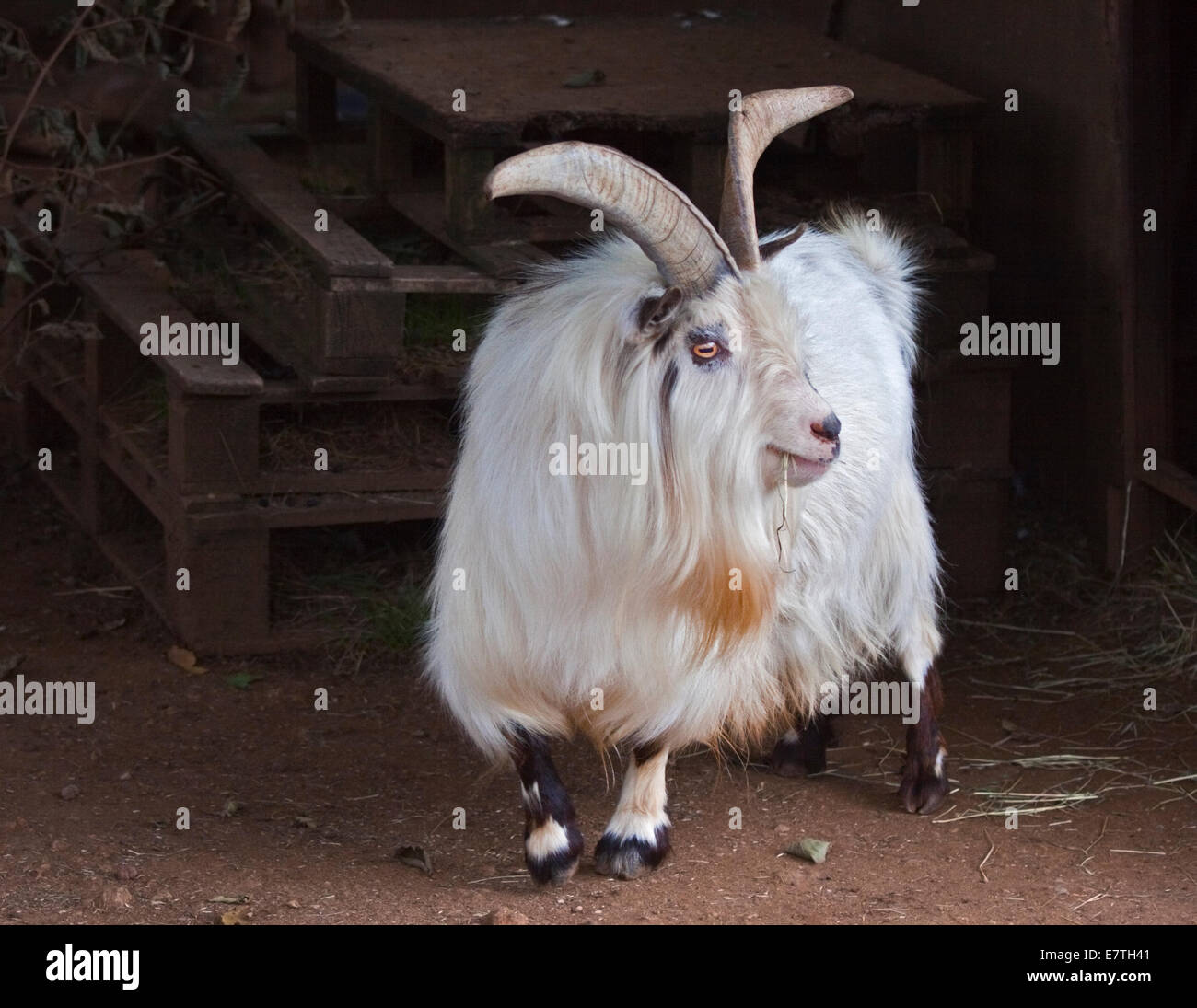 Capra pigmea africana immagini e fotografie stock ad alta risoluzione ...