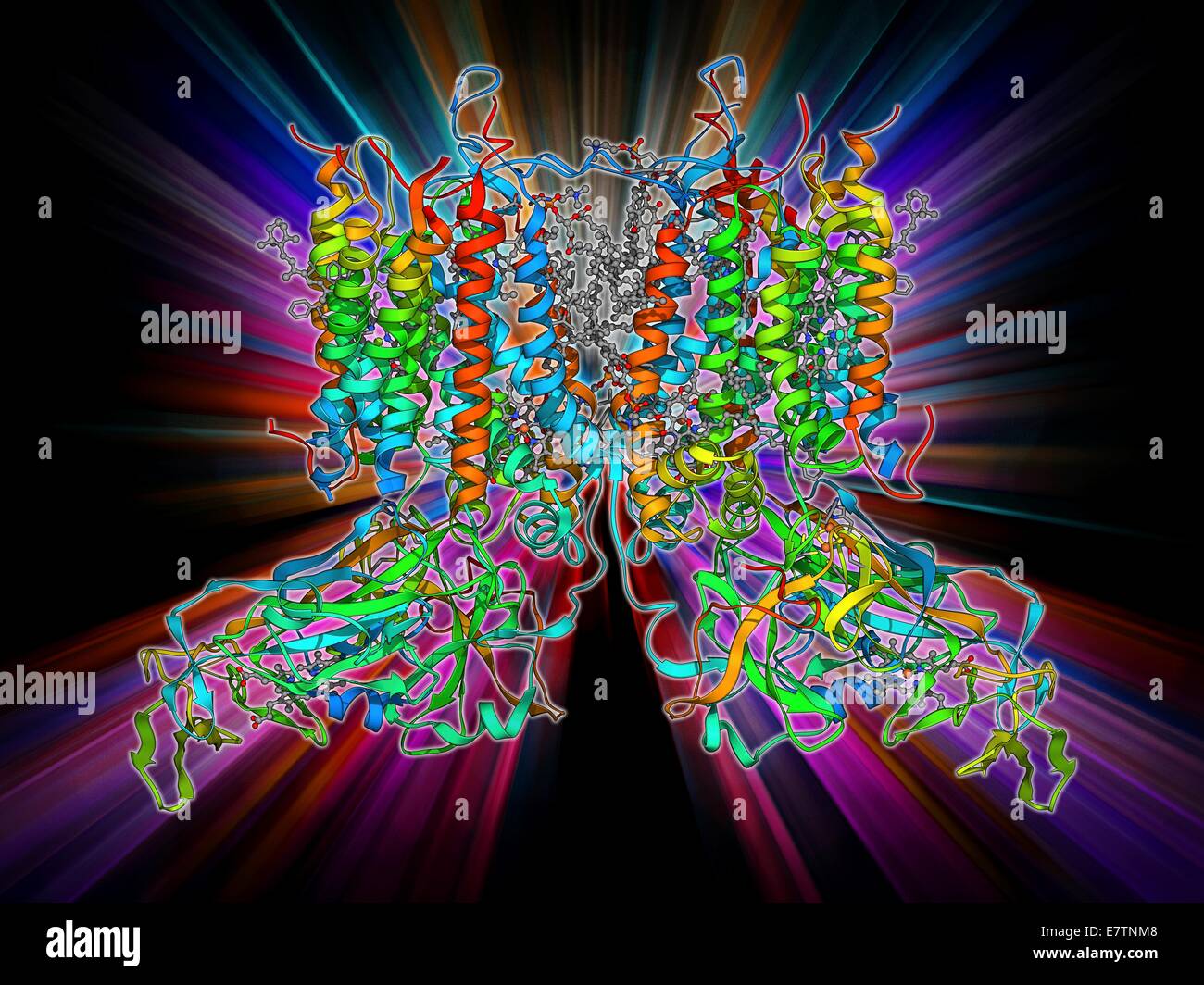 Il citocromo b6f complesso modello molecolare. Molecole di citocromo ...