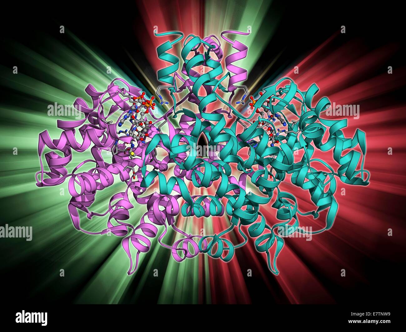 La citrato sintasi, modello molecolare. Questo enzima è coinvolto nella ...