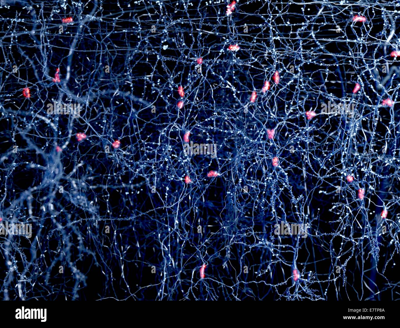 Rete di neuroni del cervello umano, di computer grafica Foto stock - Alamy