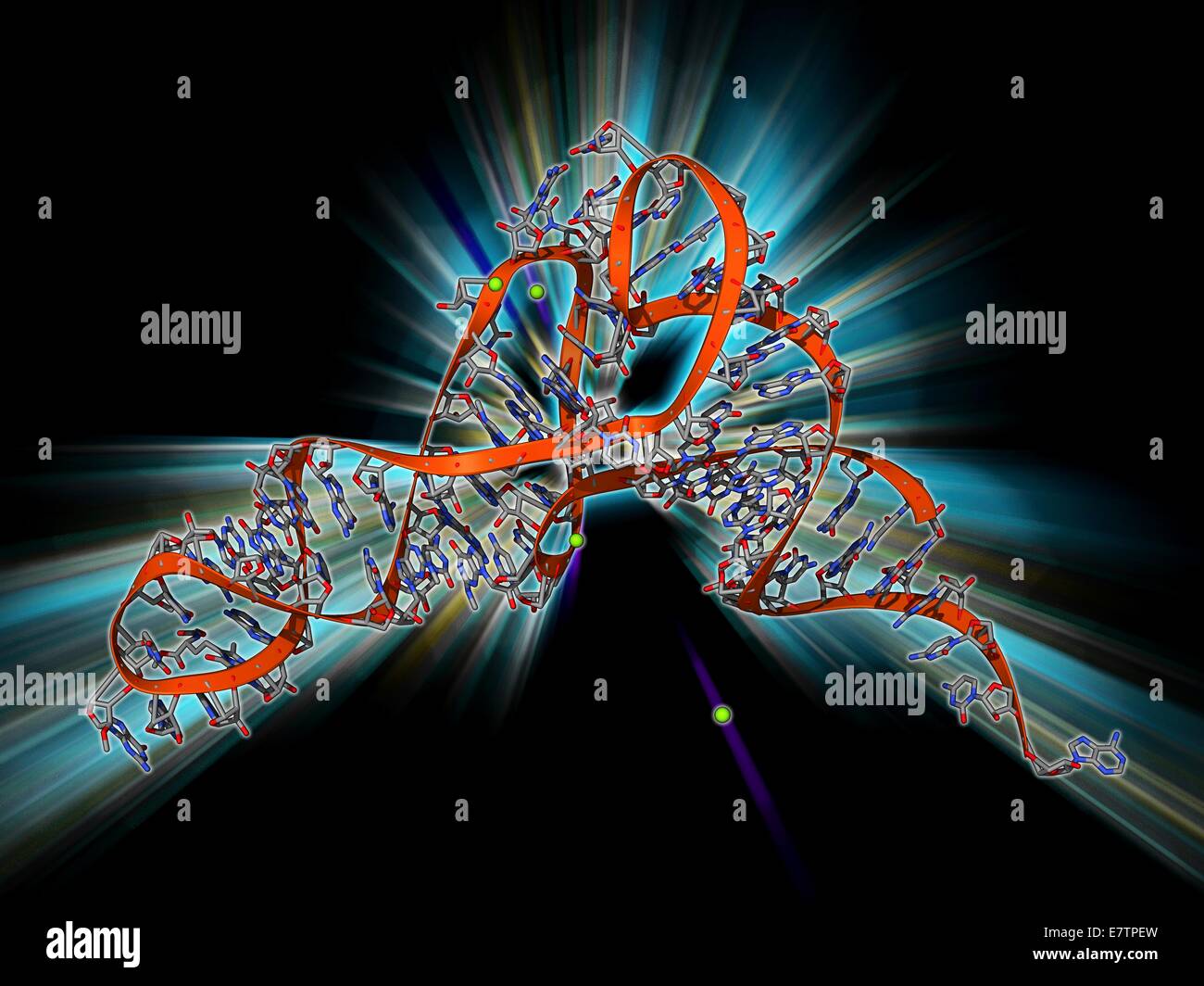 Di RNA di trasferimento (tRNA), modello molecolare. tRNA (trasferimento ...