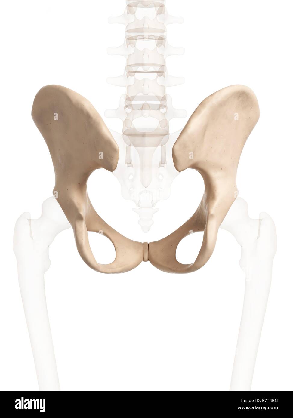 Osso pelvico immagini e fotografie stock ad alta risoluzione - Alamy