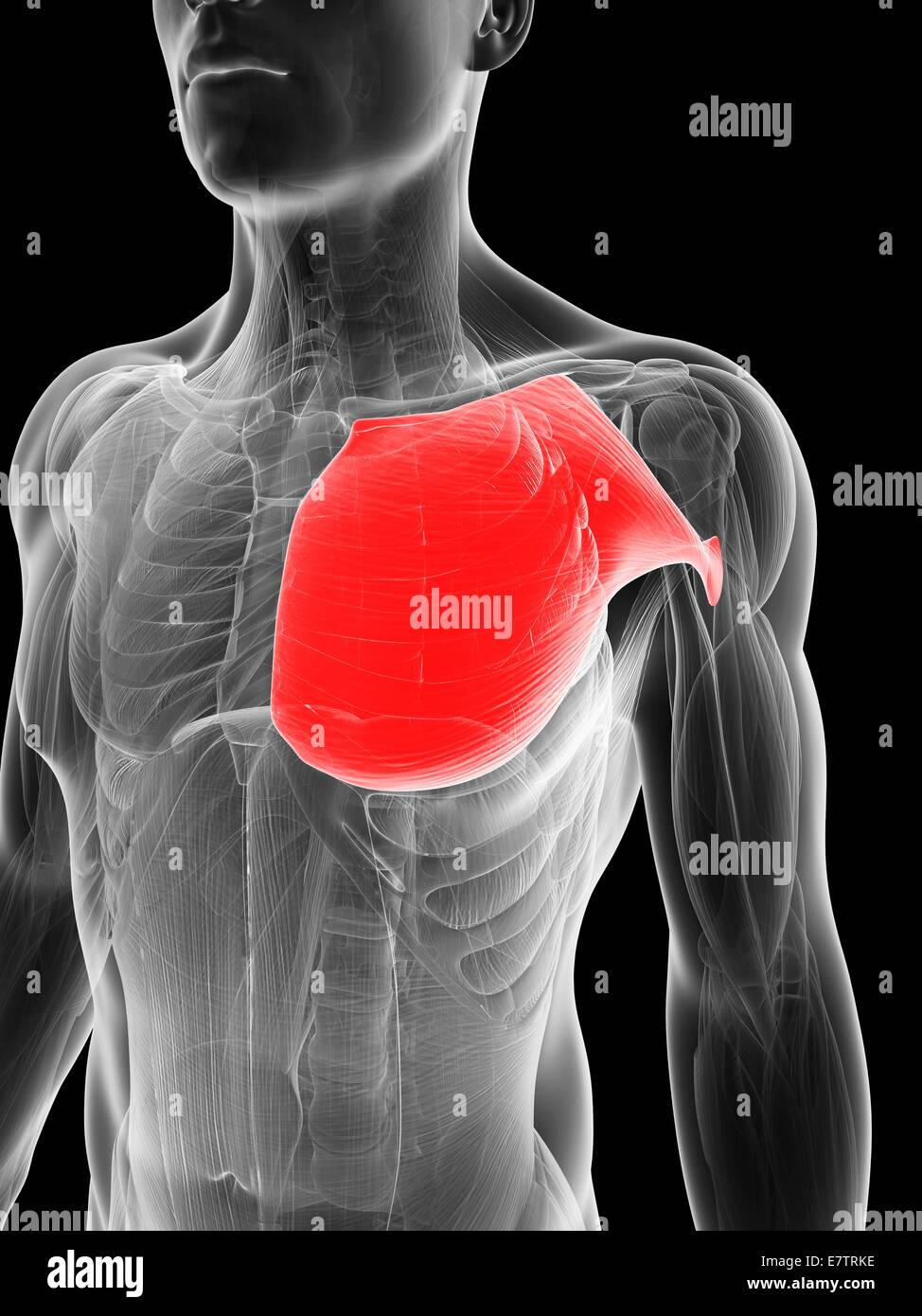 Torace umano immagini e fotografie stock ad alta risoluzione - Alamy