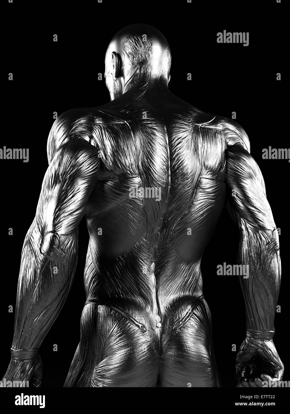 Anatomia umana muscoli Foto e Immagini Stock in Bianco e Nero - Alamy