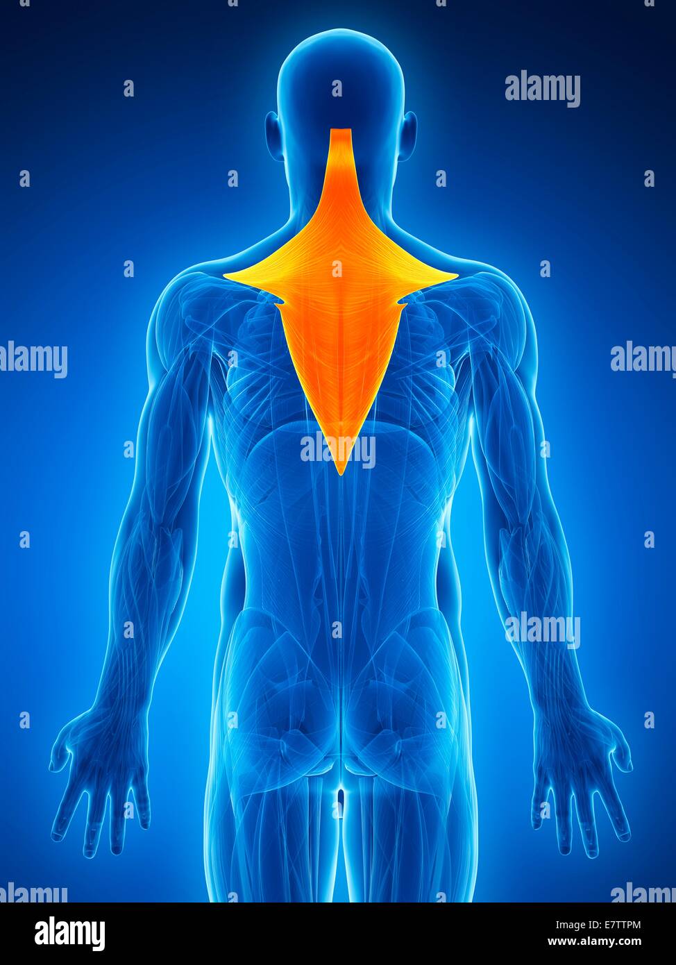 Muscoli del collo e della schiena umani immagini e fotografie stock ad ...