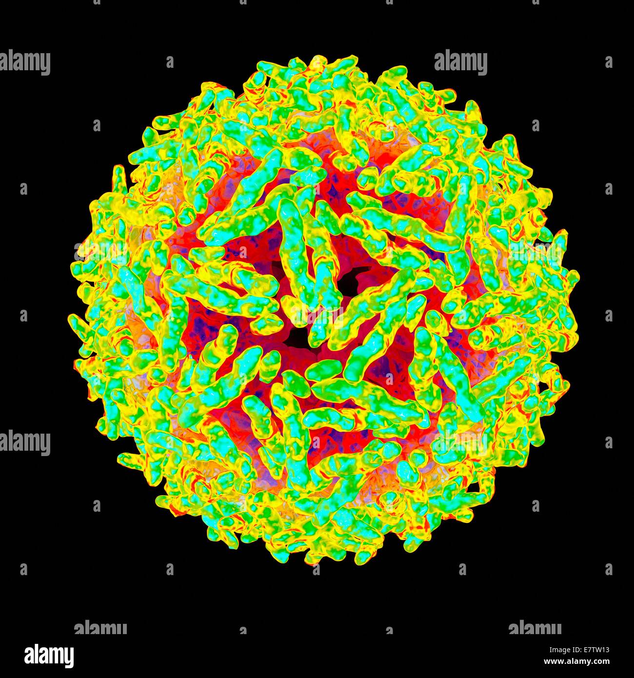 Adeno virus immagini e fotografie stock ad alta risoluzione - Alamy