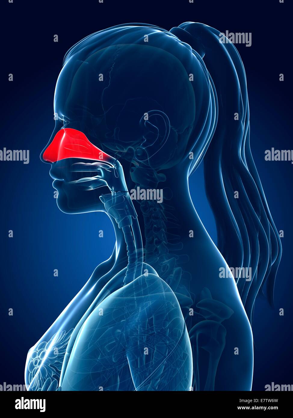 Quali sono le cavità nasali Immagini e Fotos Stock - Alamy