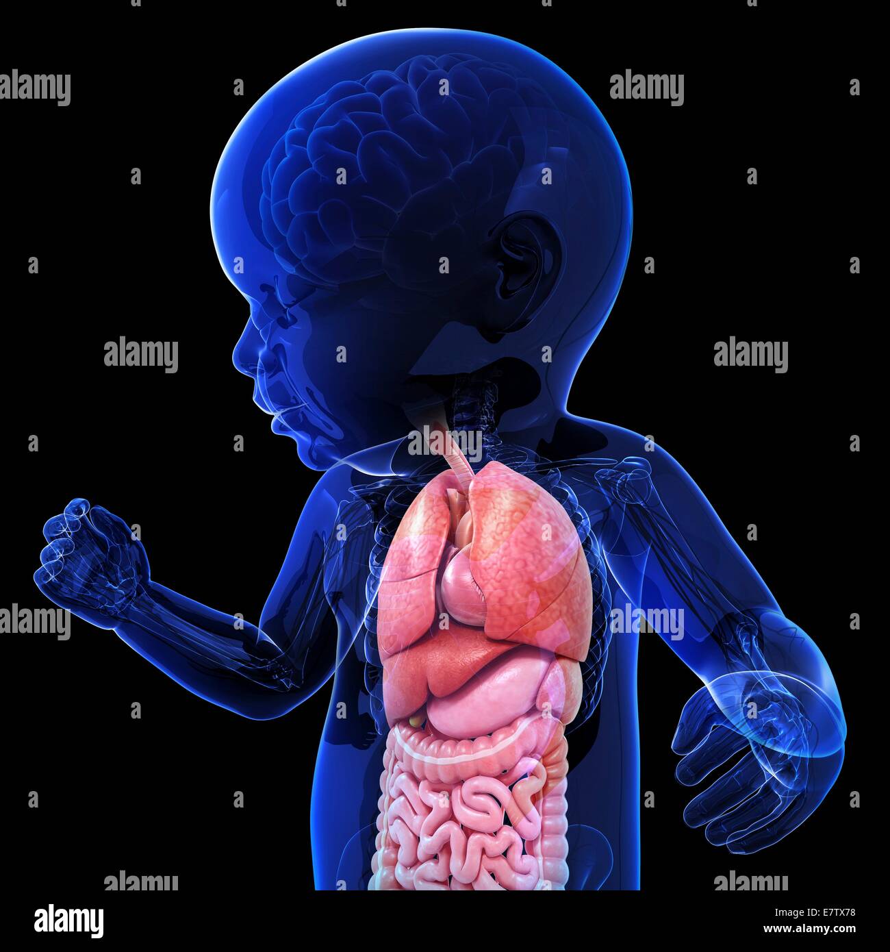 Babys anatomy immagini e fotografie stock ad alta risoluzione - Alamy