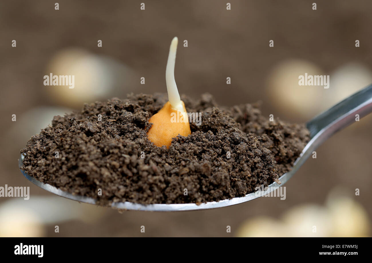 Pianta di ceci immagini e fotografie stock ad alta risoluzione - Alamy