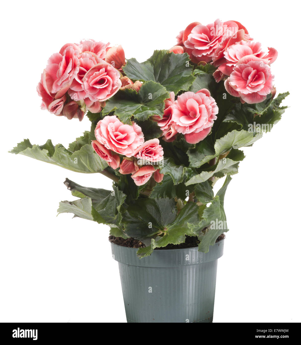 Pink begonia immagini e fotografie stock ad alta risoluzione - Alamy