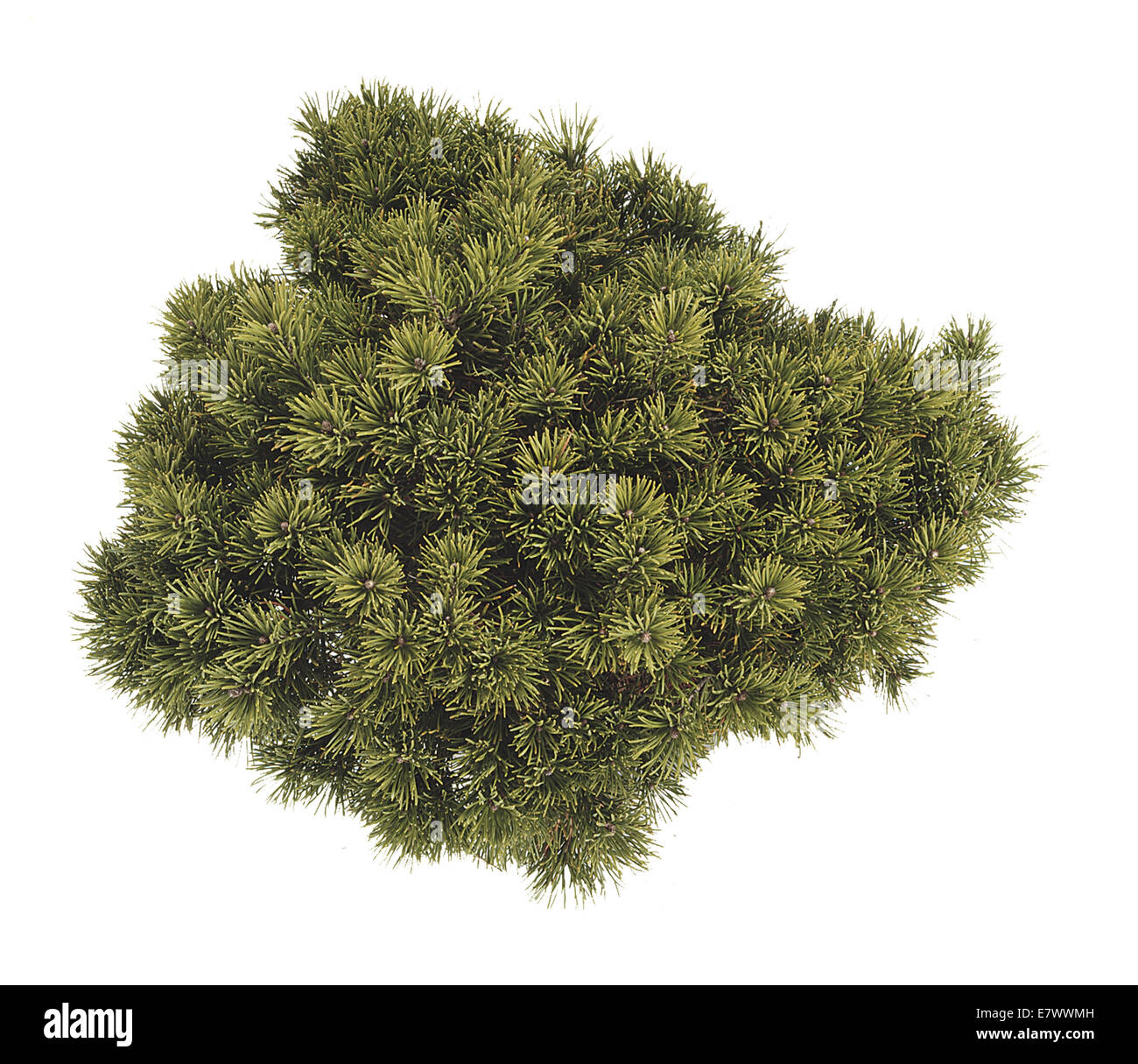 Verde sempreverde immagini e fotografie stock ad alta risoluzione - Alamy