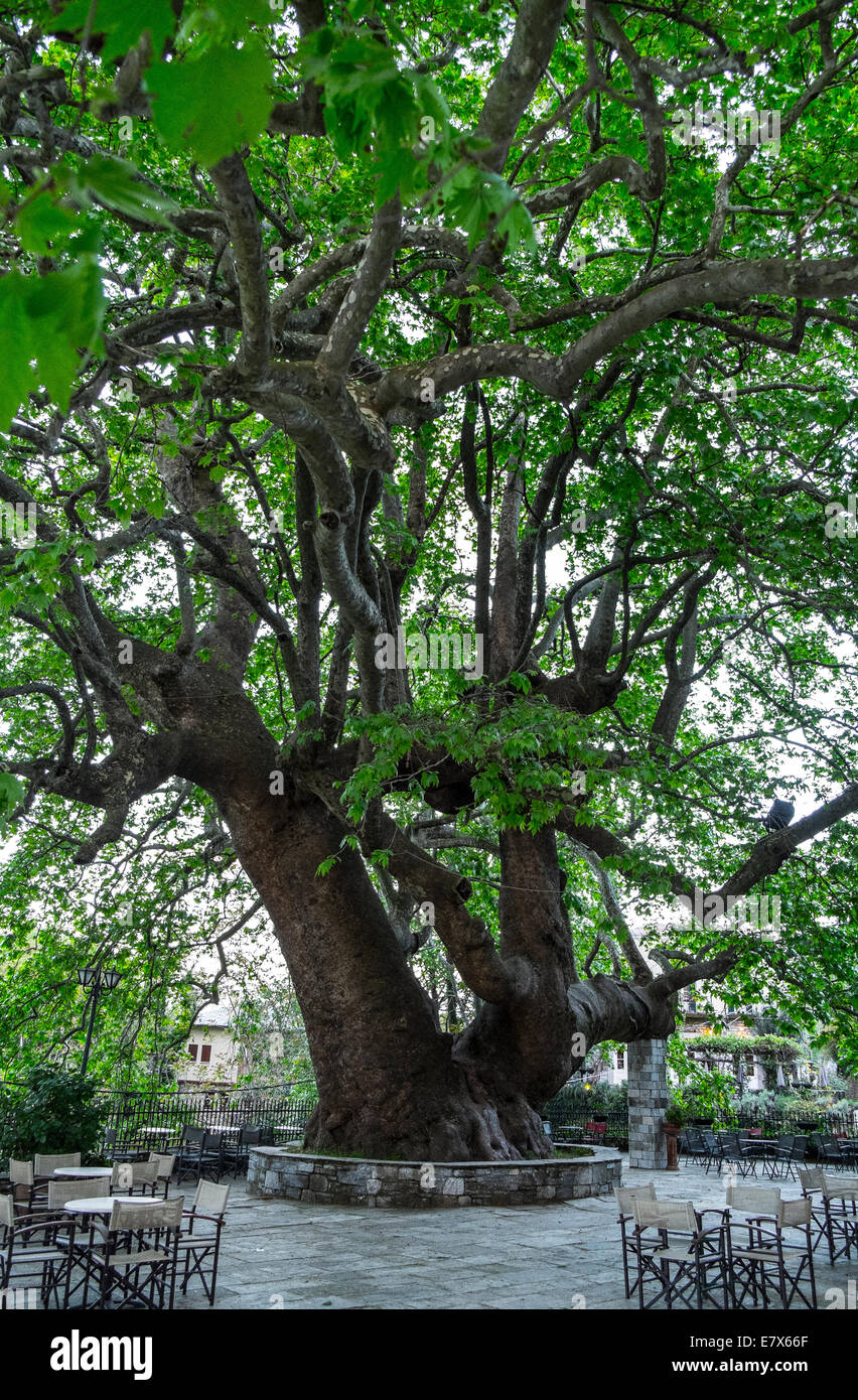 Grande grande vecchio albero immagini e fotografie stock ad alta ...