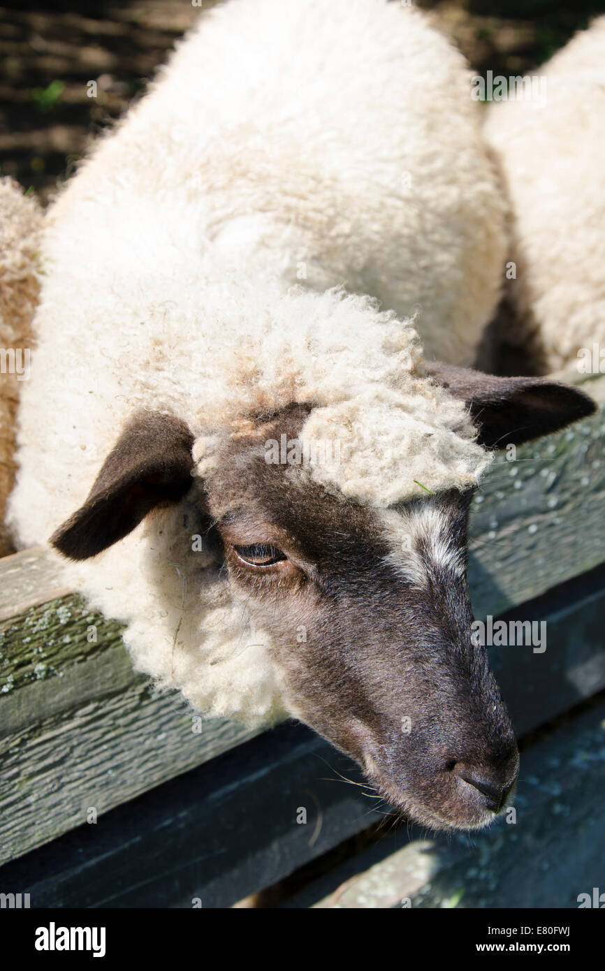Penne per l'allevamento immagini e fotografie stock ad alta risoluzione ...