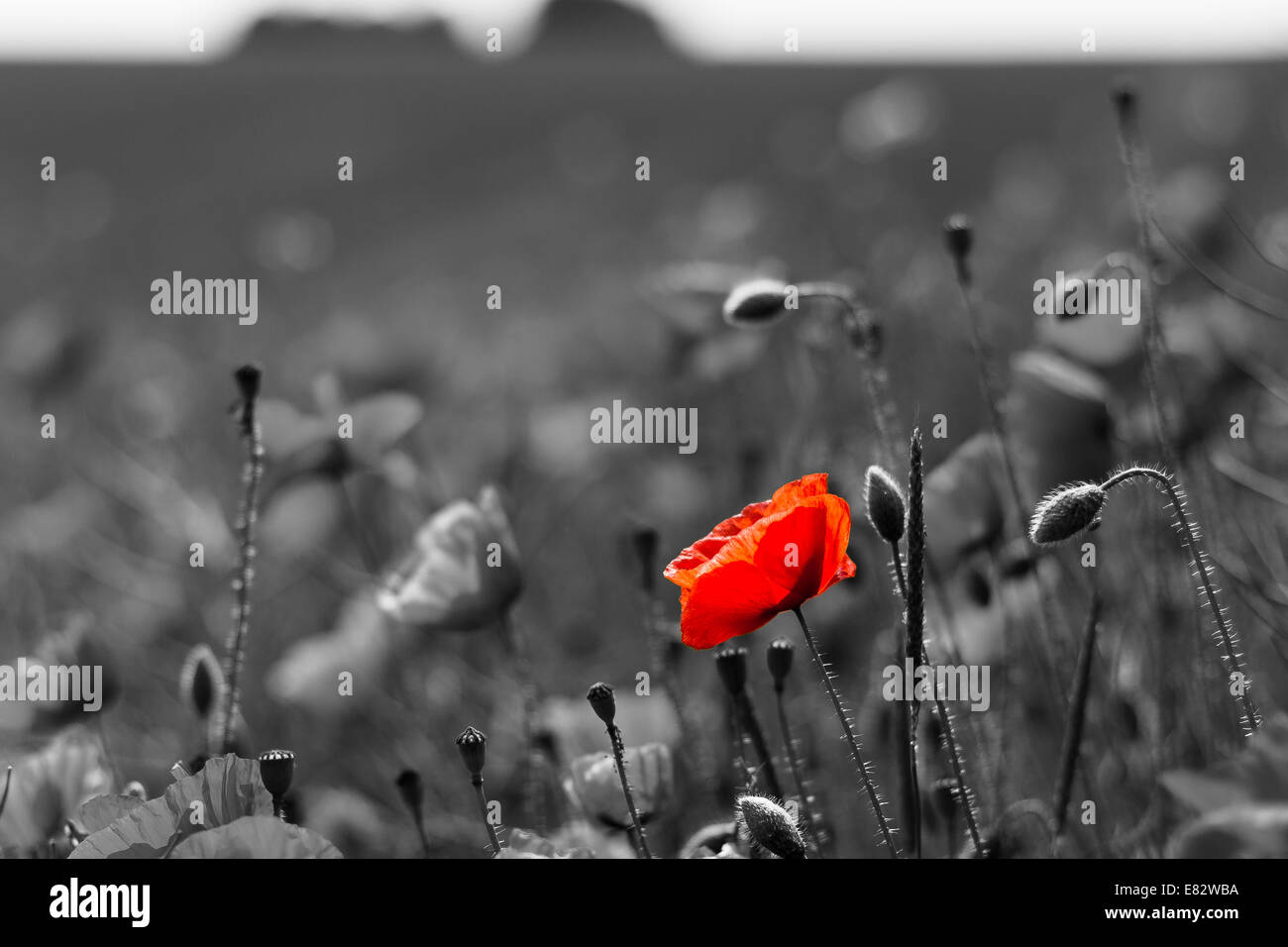 Un campo di papavero con un singolo papavero rosso a colori in una in ...
