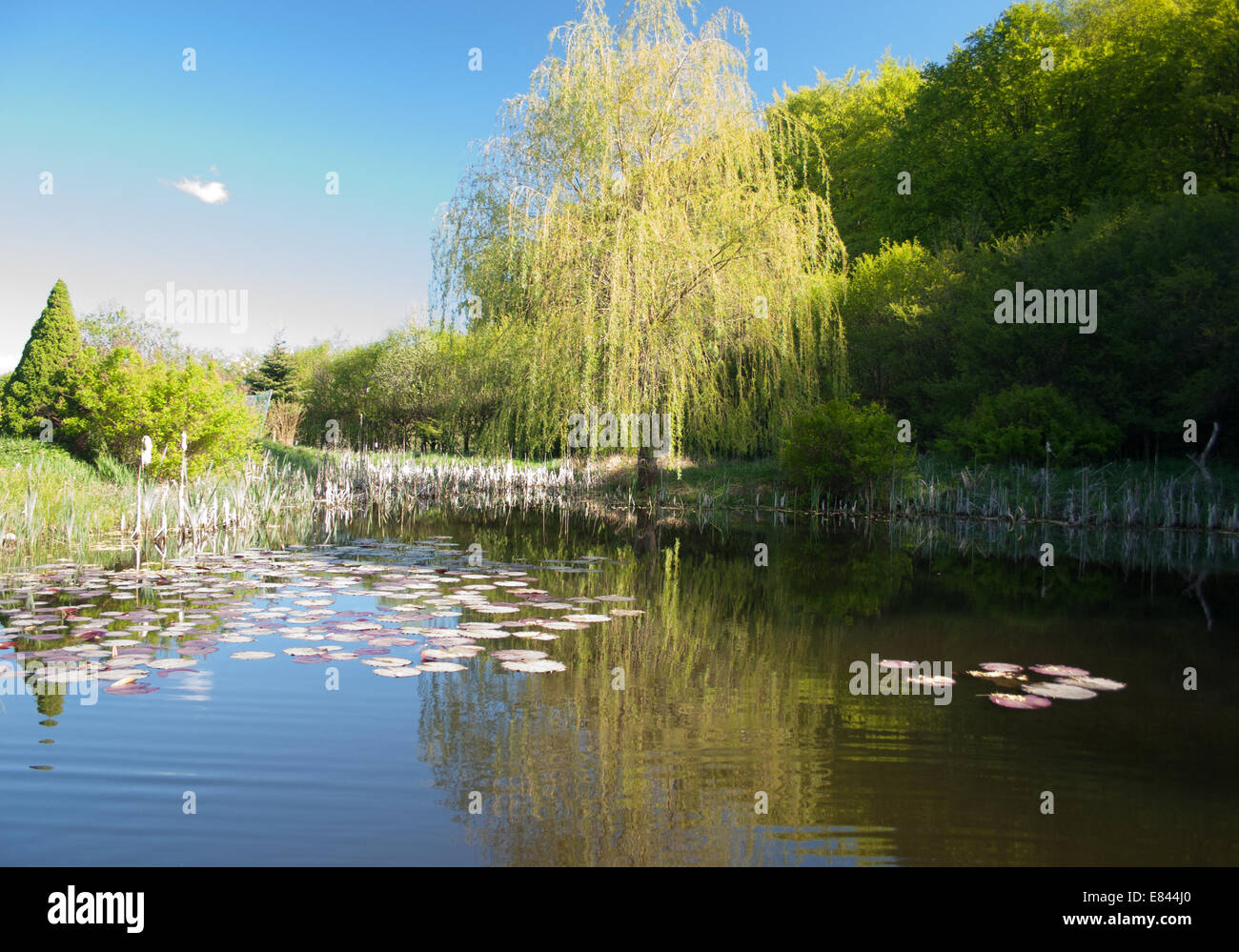 Estate pond immagini e fotografie stock ad alta risoluzione - Alamy