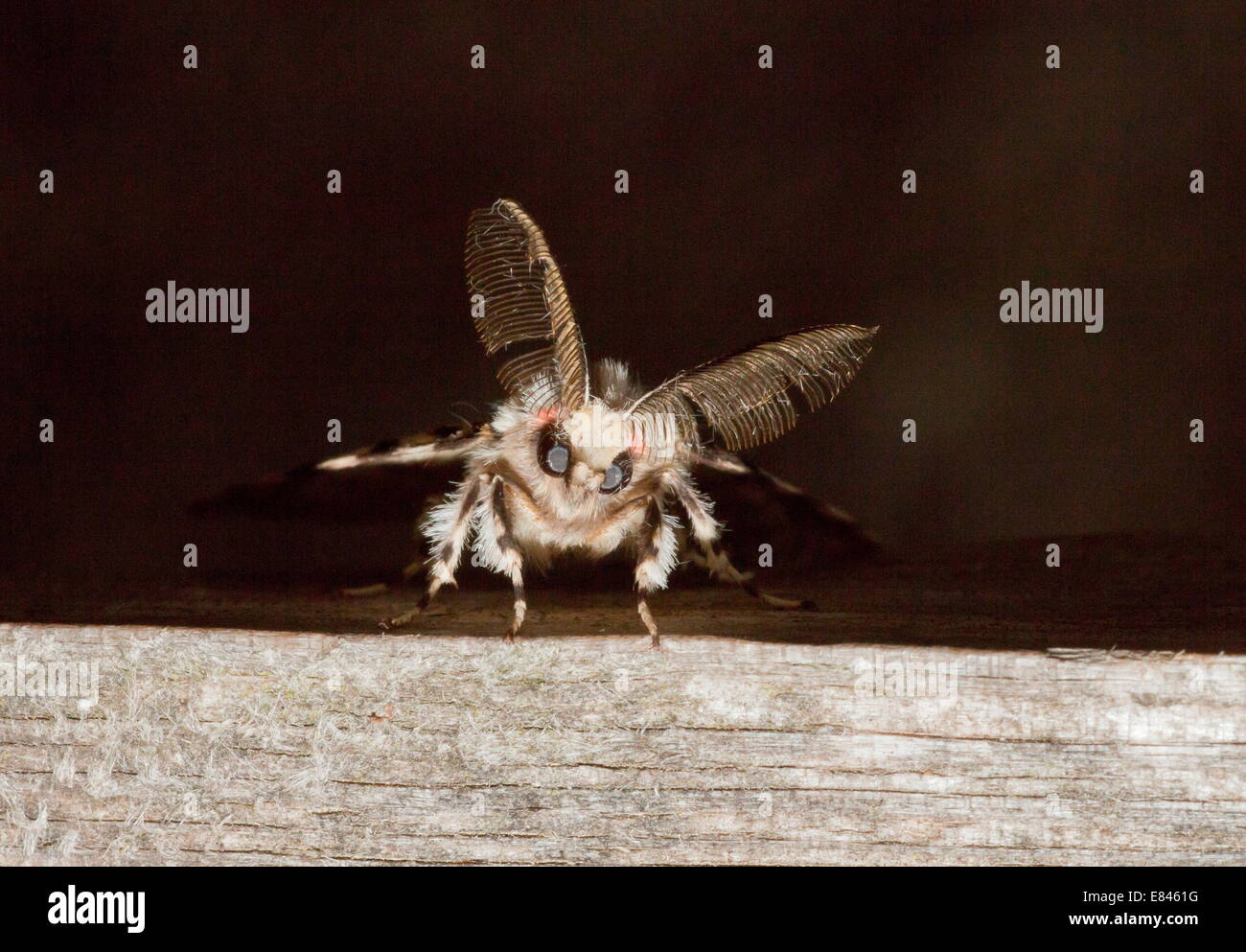 Falene antenne immagini e fotografie stock ad alta risoluzione - Alamy