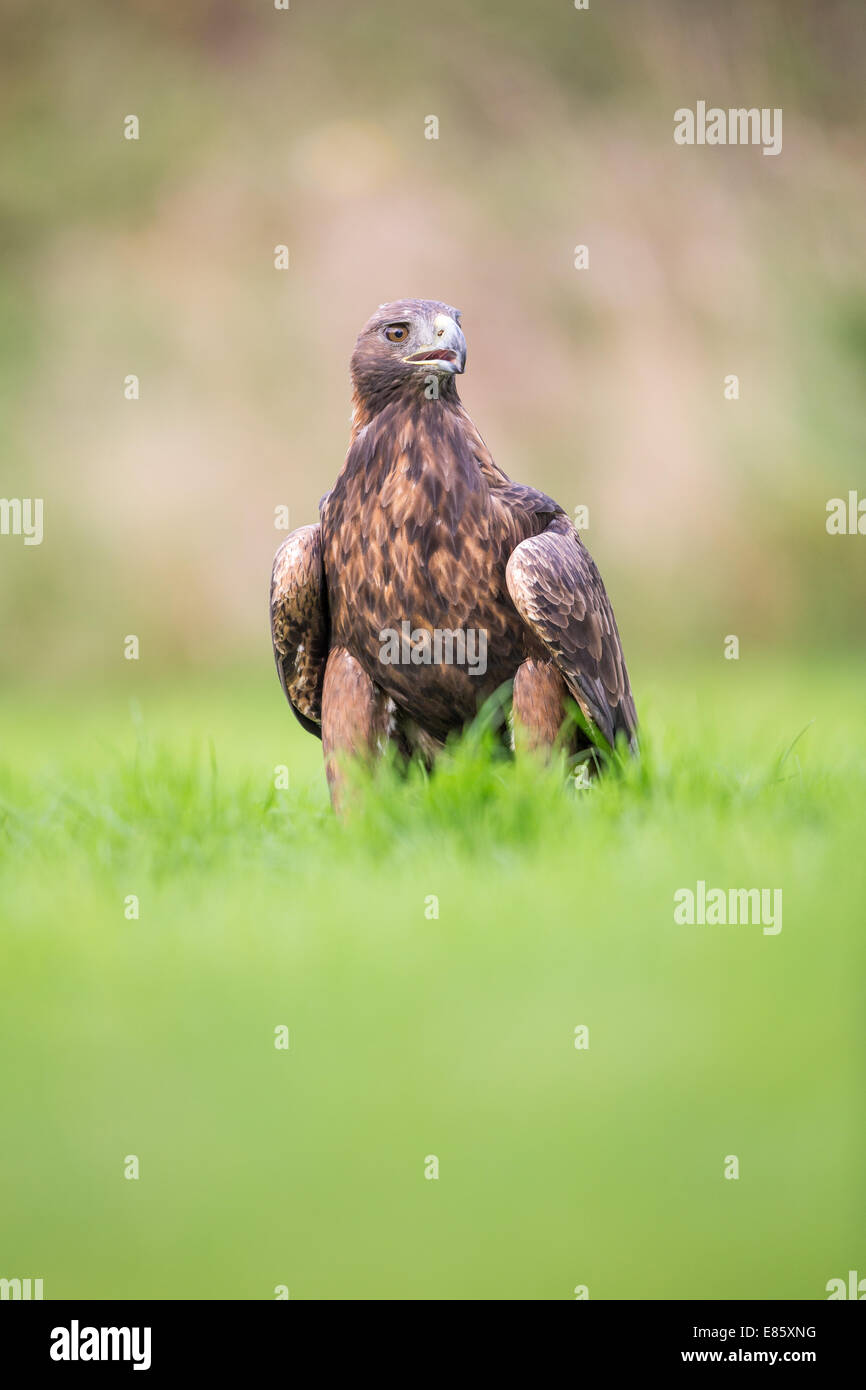 Golden eagle aquila chrysaetos adulto immagini e fotografie stock ad ...