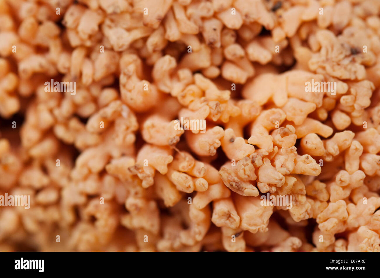 Clavaria flava immagini e fotografie stock ad alta risoluzione - Alamy