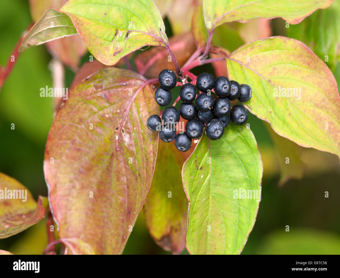 Cornus sanguinea immagini e fotografie stock ad alta risoluzione - Alamy