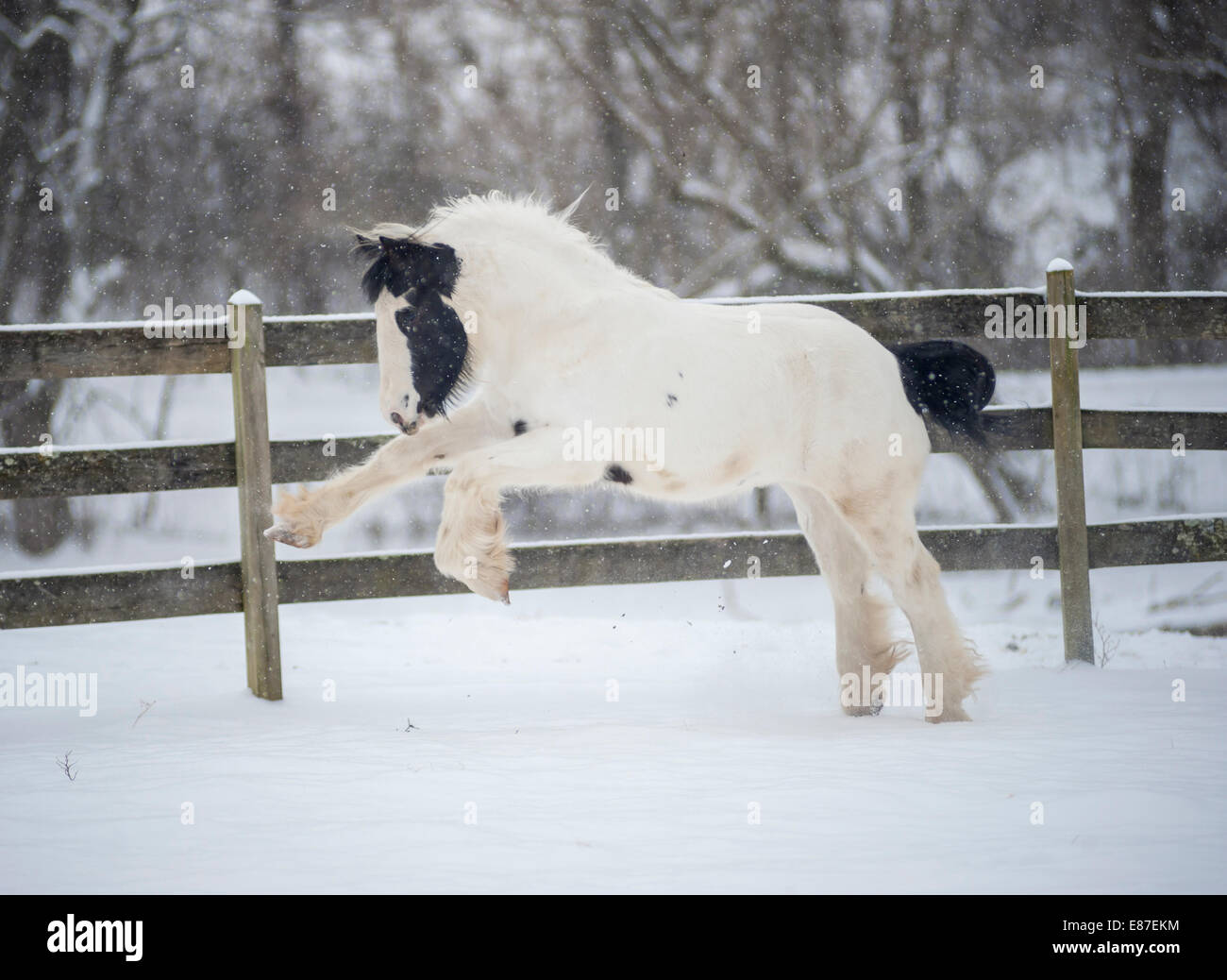 Salto gitano immagini e fotografie stock ad alta risoluzione - Alamy